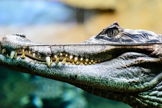 The Cayman tax: to trust or not to trust | Loyens & Loeff